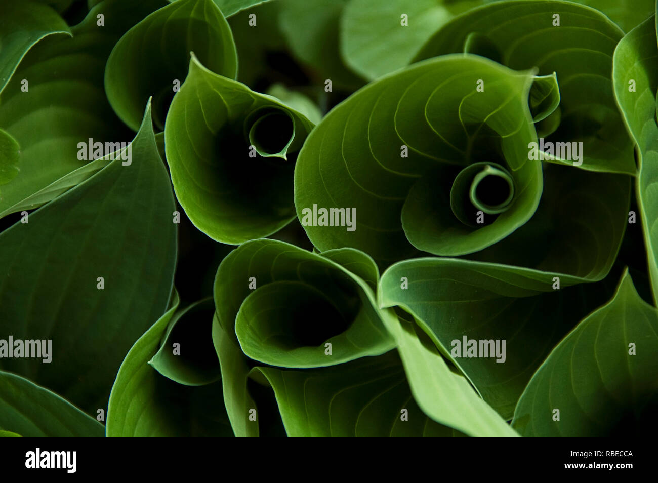 Rolled leaf plant hi-res stock photography and images - Alamy