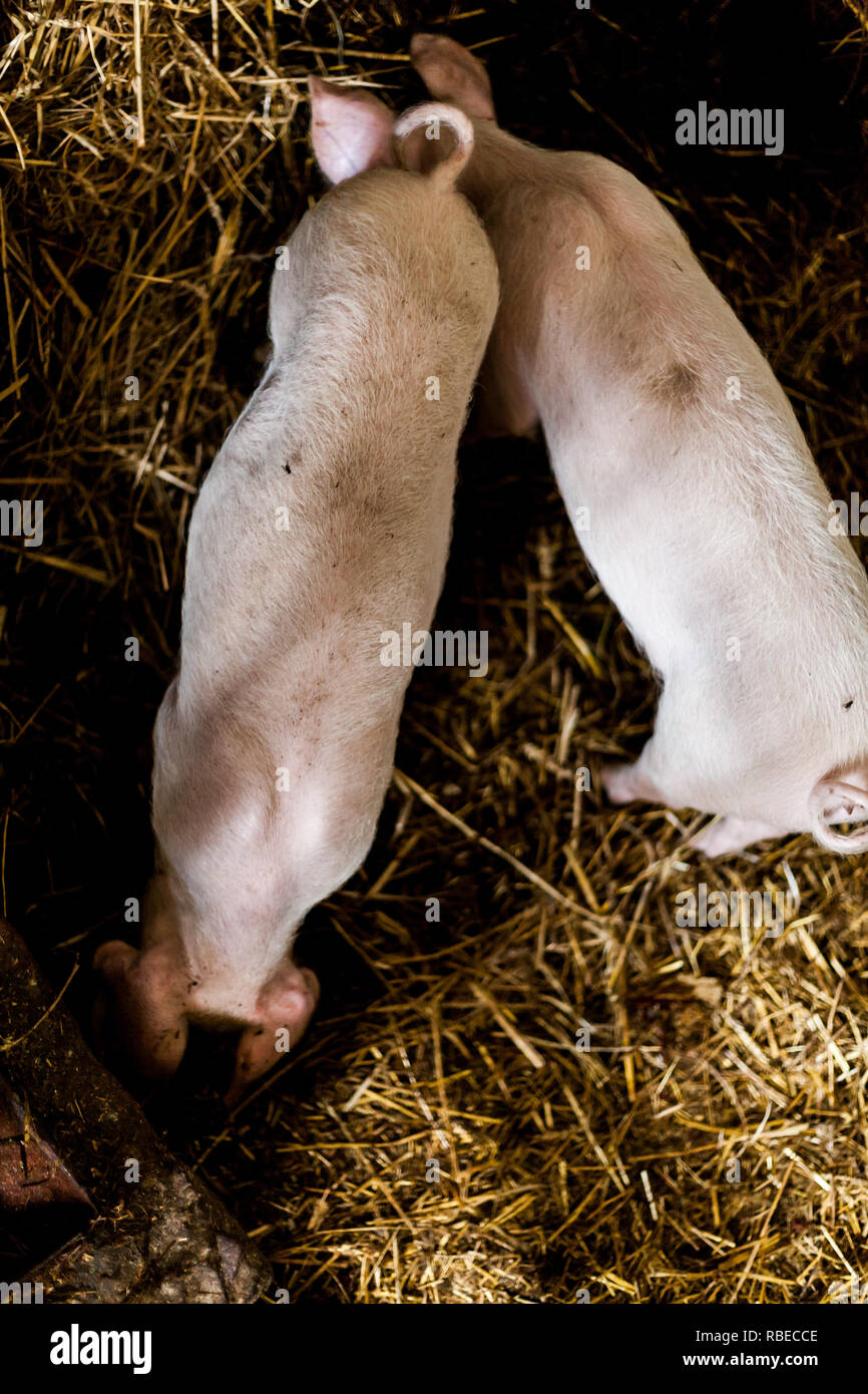 Food production concepts. Pigglets in the barn with straw on the ground ...