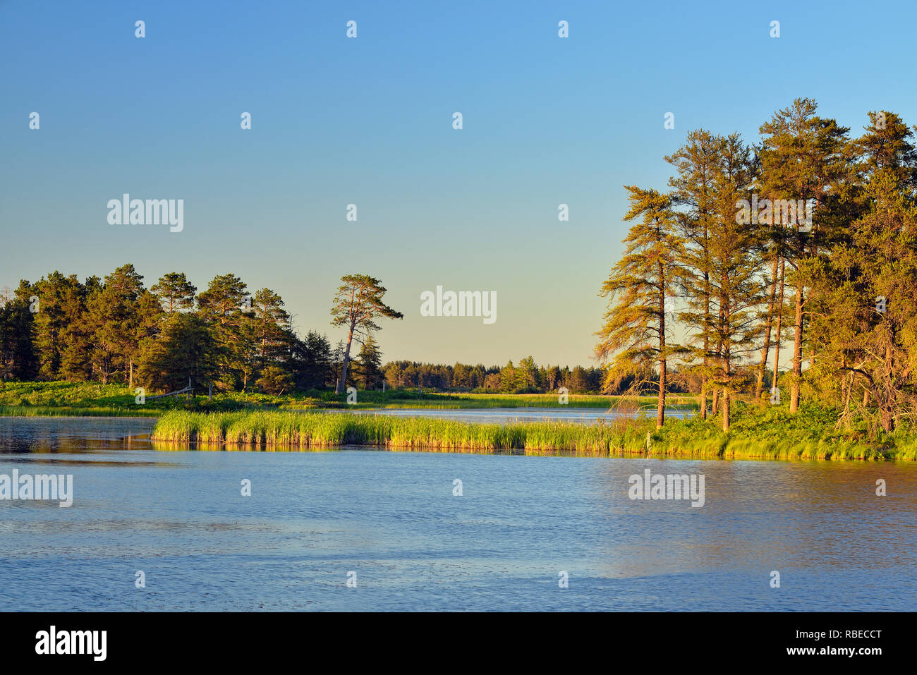 Seney wetlands in early summer, Seney National Wildlife Refuge ...