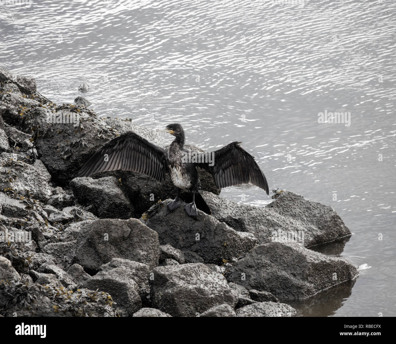 Cormorant drying wings on river bank. uk Stock Photo - Alamy
