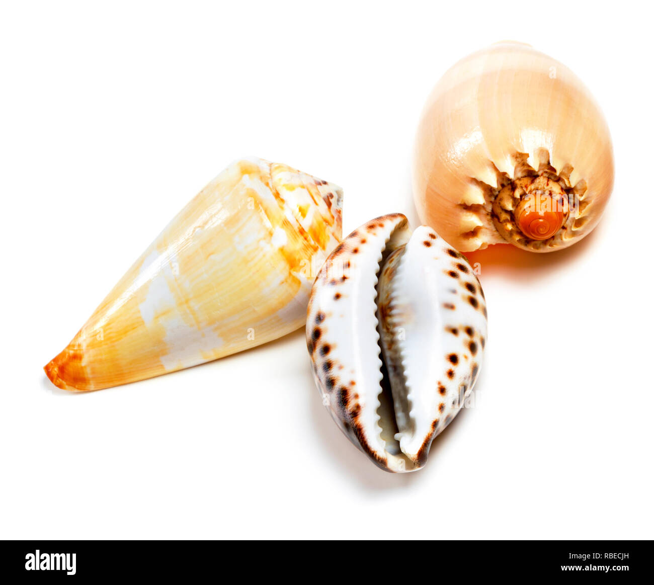 Various of exotic seashells. Isolated on white background Stock Photo ...