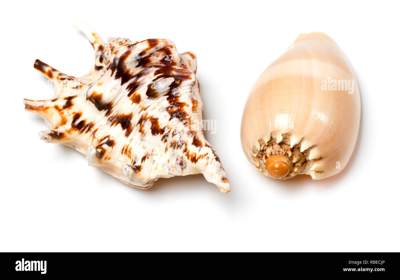 Two exotic seashells isolated on white background Stock Photo - Alamy