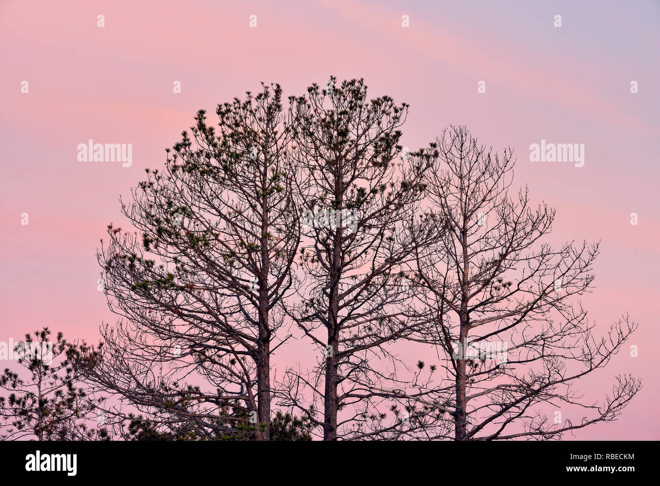 Tree silhouettes near Seney wetlands at dawn in early summer, Seney ...