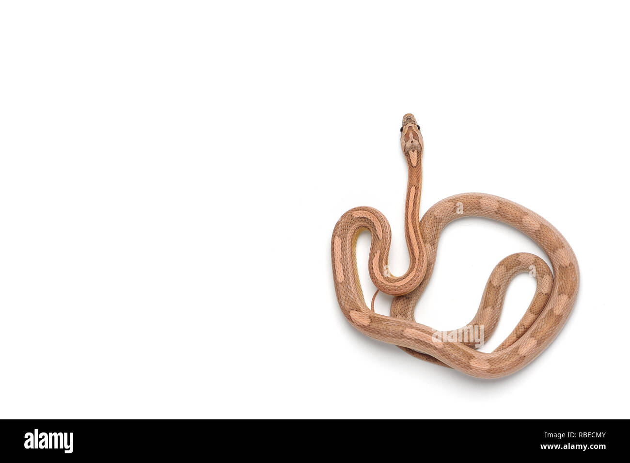 Corn snake isolated on white background Stock Photo - Alamy