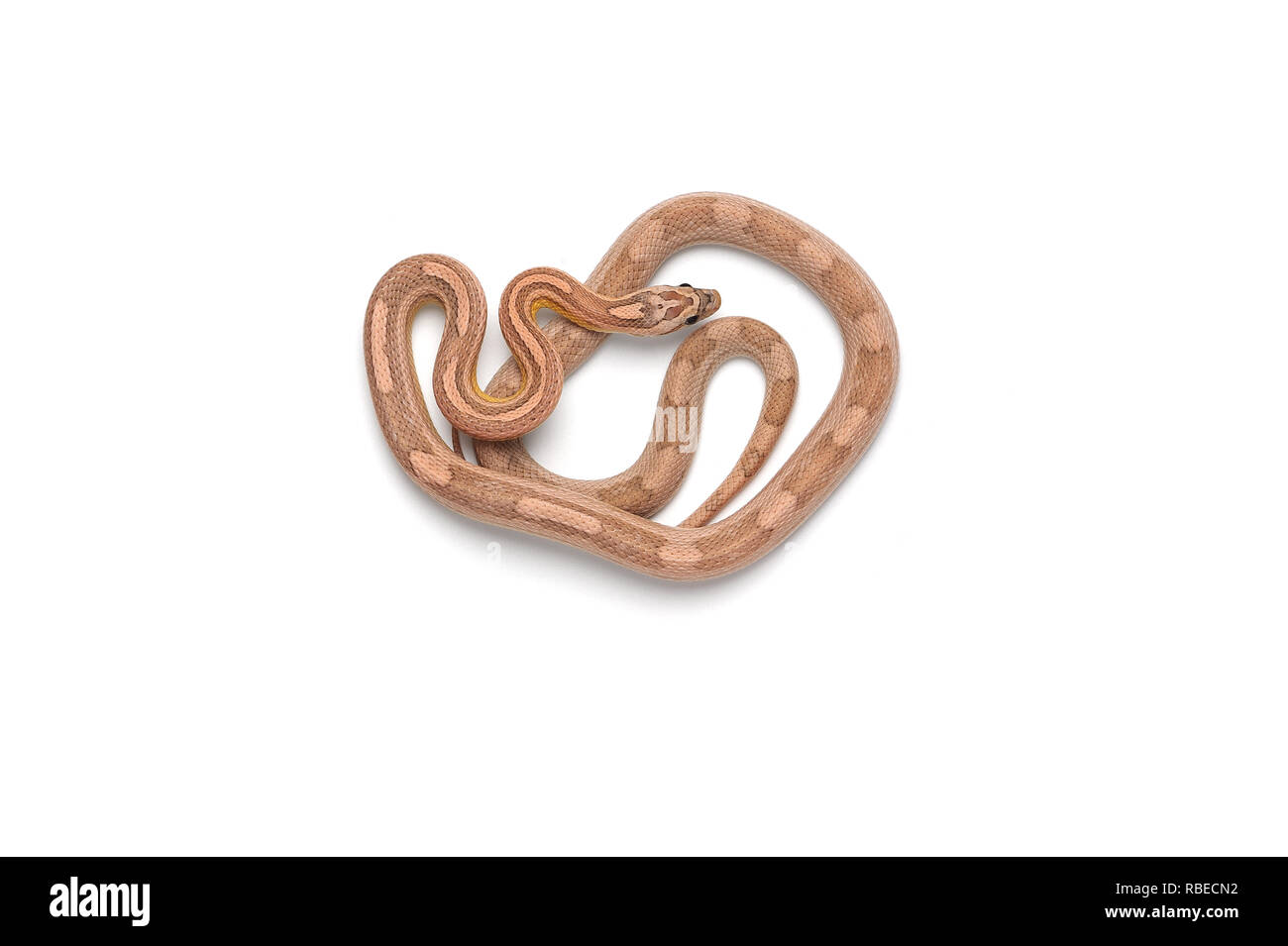 Corn snake isolated on white background Stock Photo - Alamy