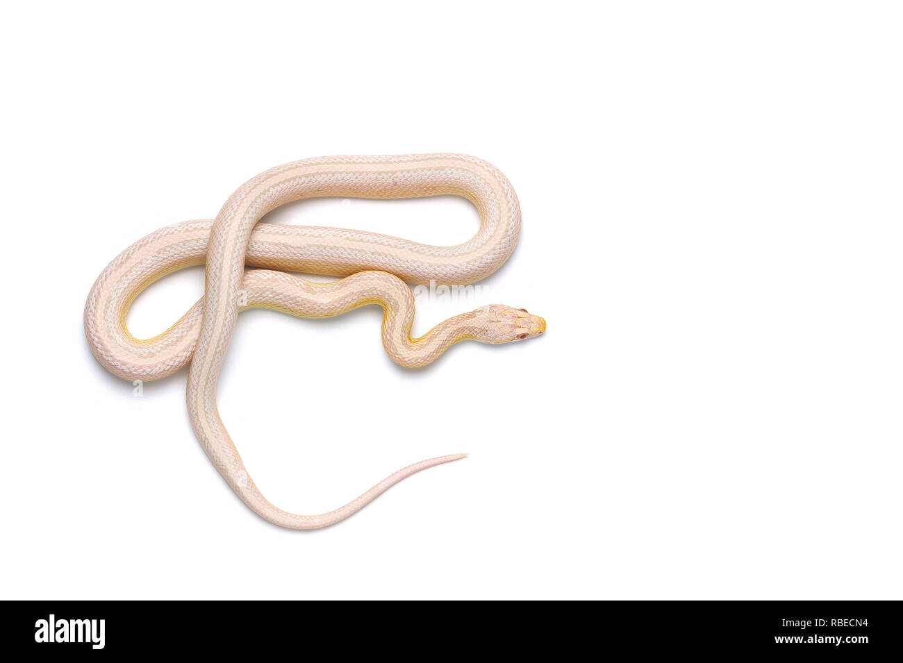 Corn snake isolated on white background Stock Photo - Alamy