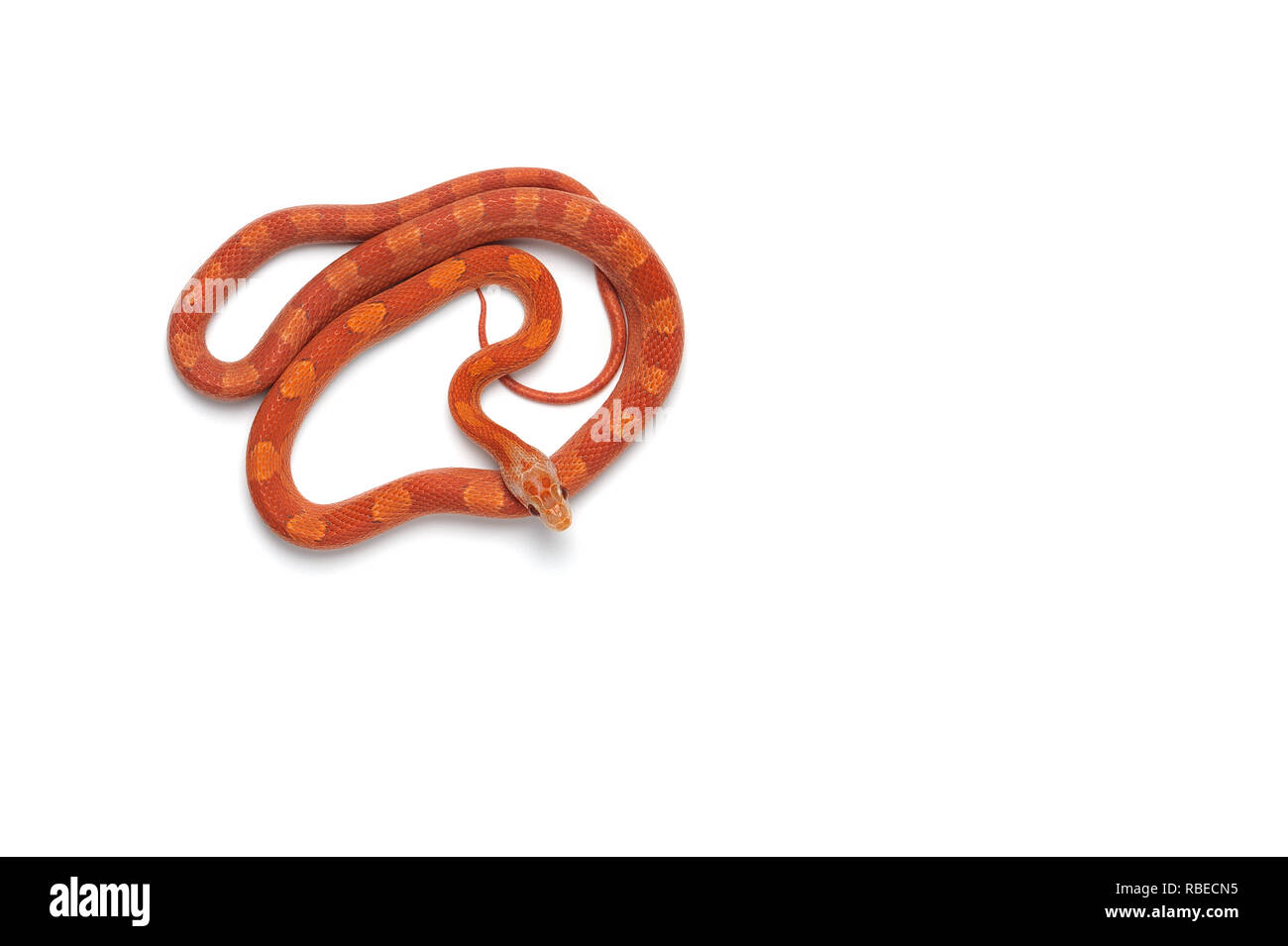 Corn snake isolated on white background Stock Photo - Alamy