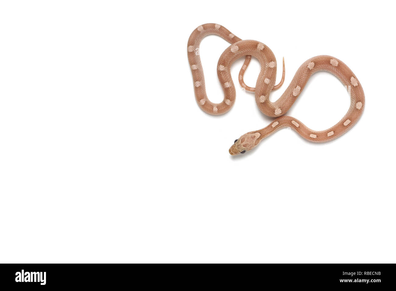 Corn snake isolated on white background Stock Photo - Alamy