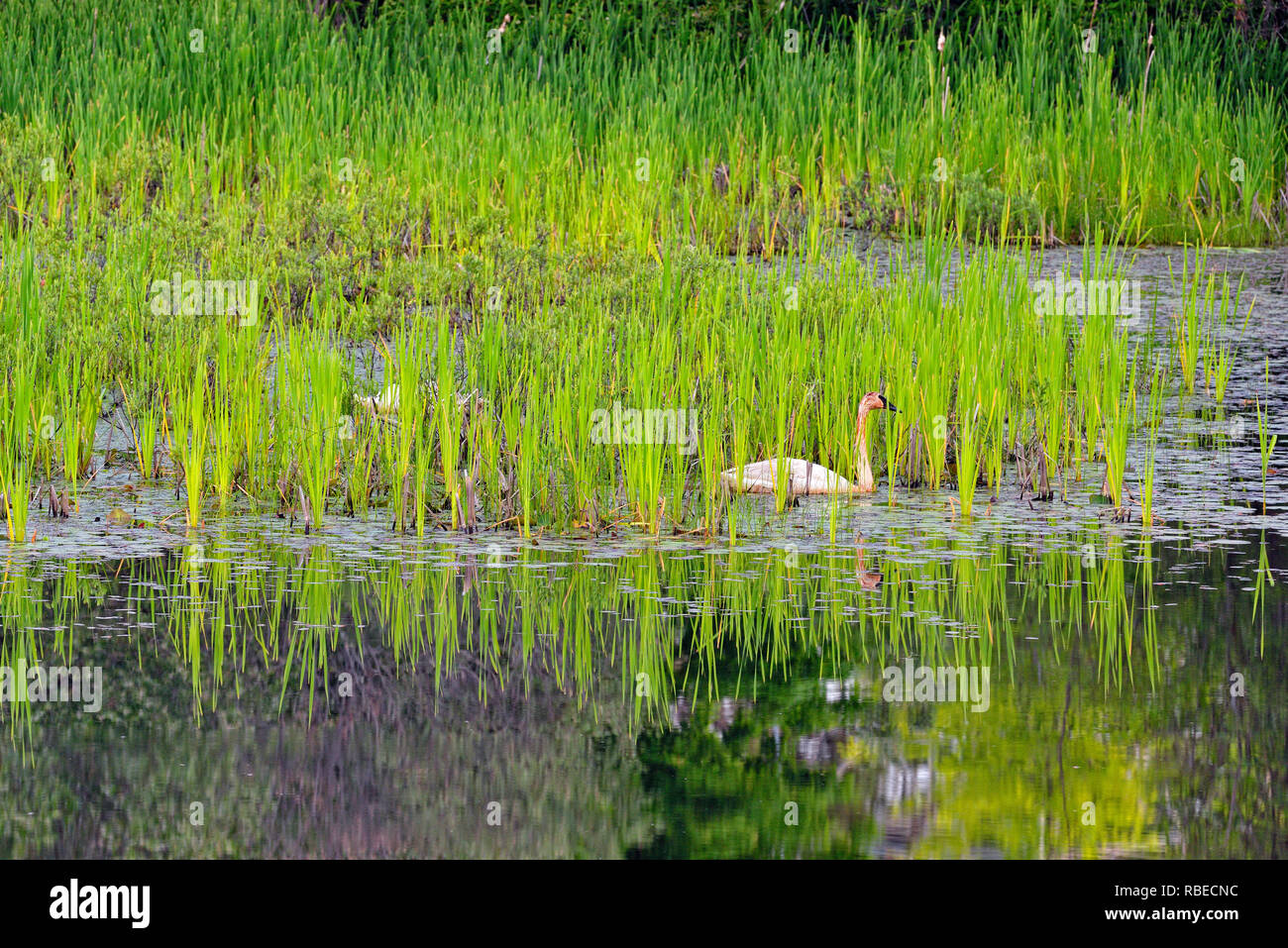 Seney wetlands at dawn in early summer, Seney National Wildlife Refuge ...