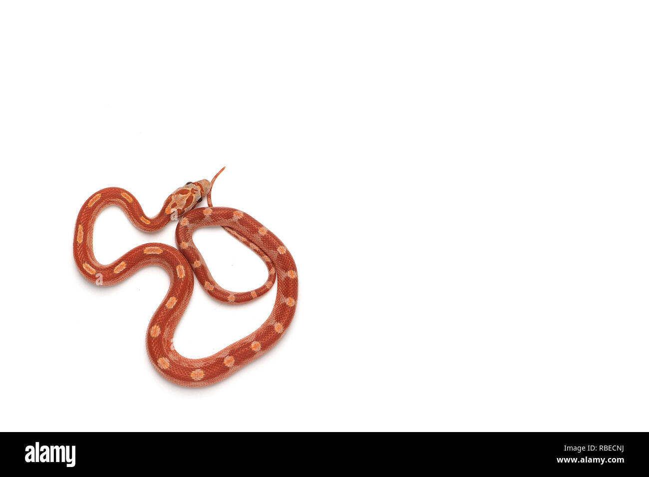 Corn snake isolated on white background Stock Photo - Alamy