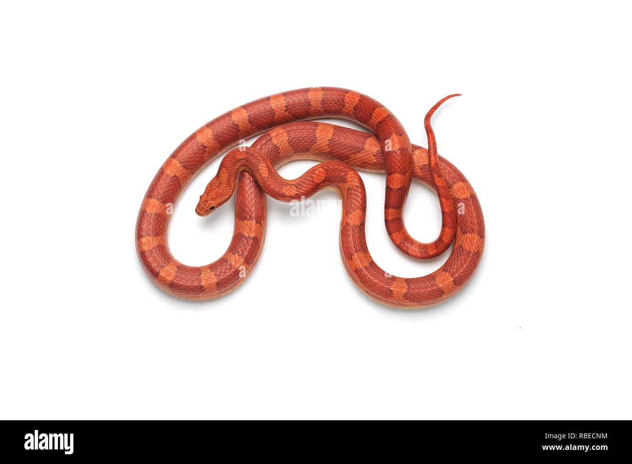 Corn snake isolated on white background Stock Photo - Alamy