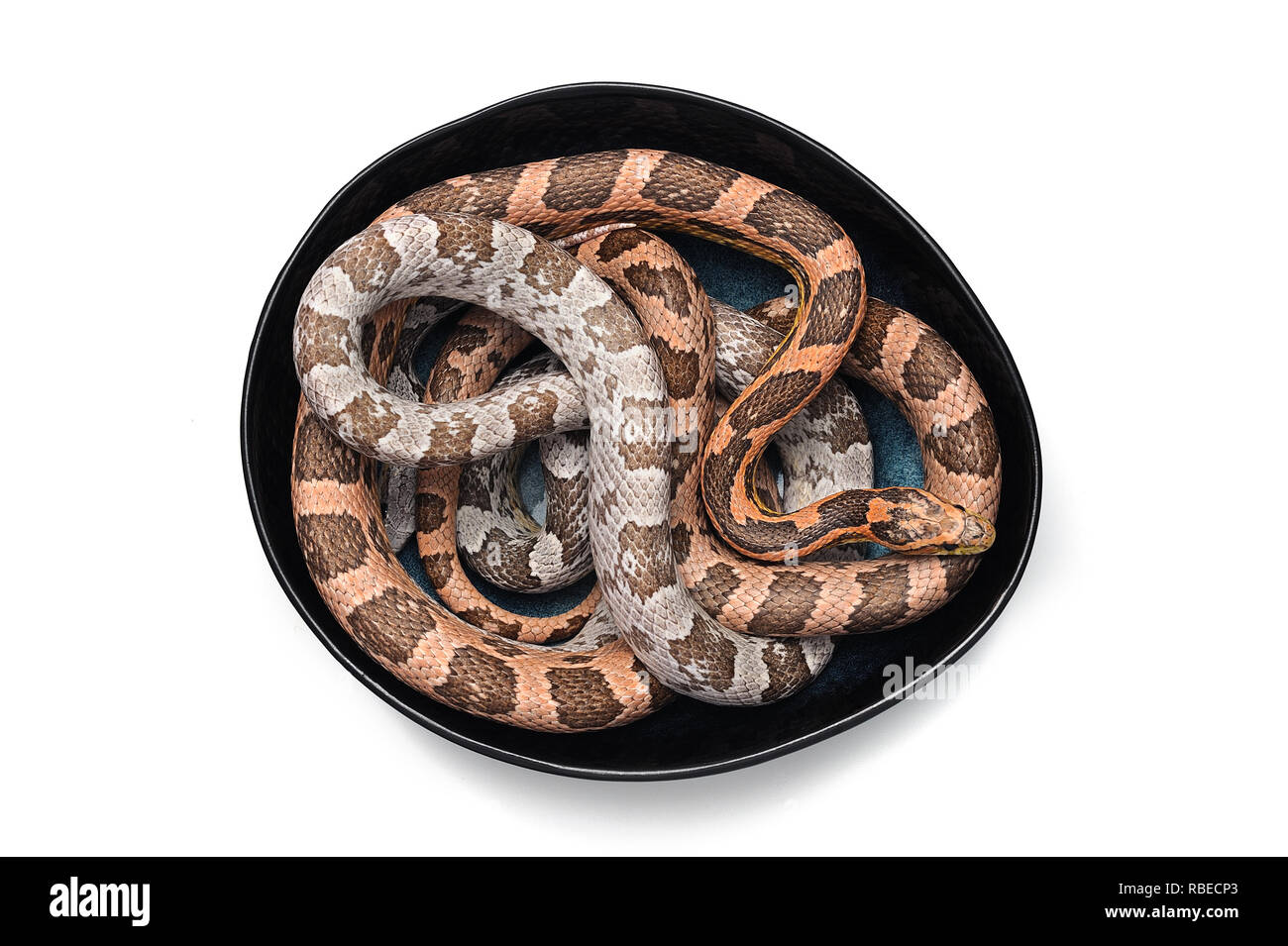 Corn snake isolated on white background Stock Photo - Alamy