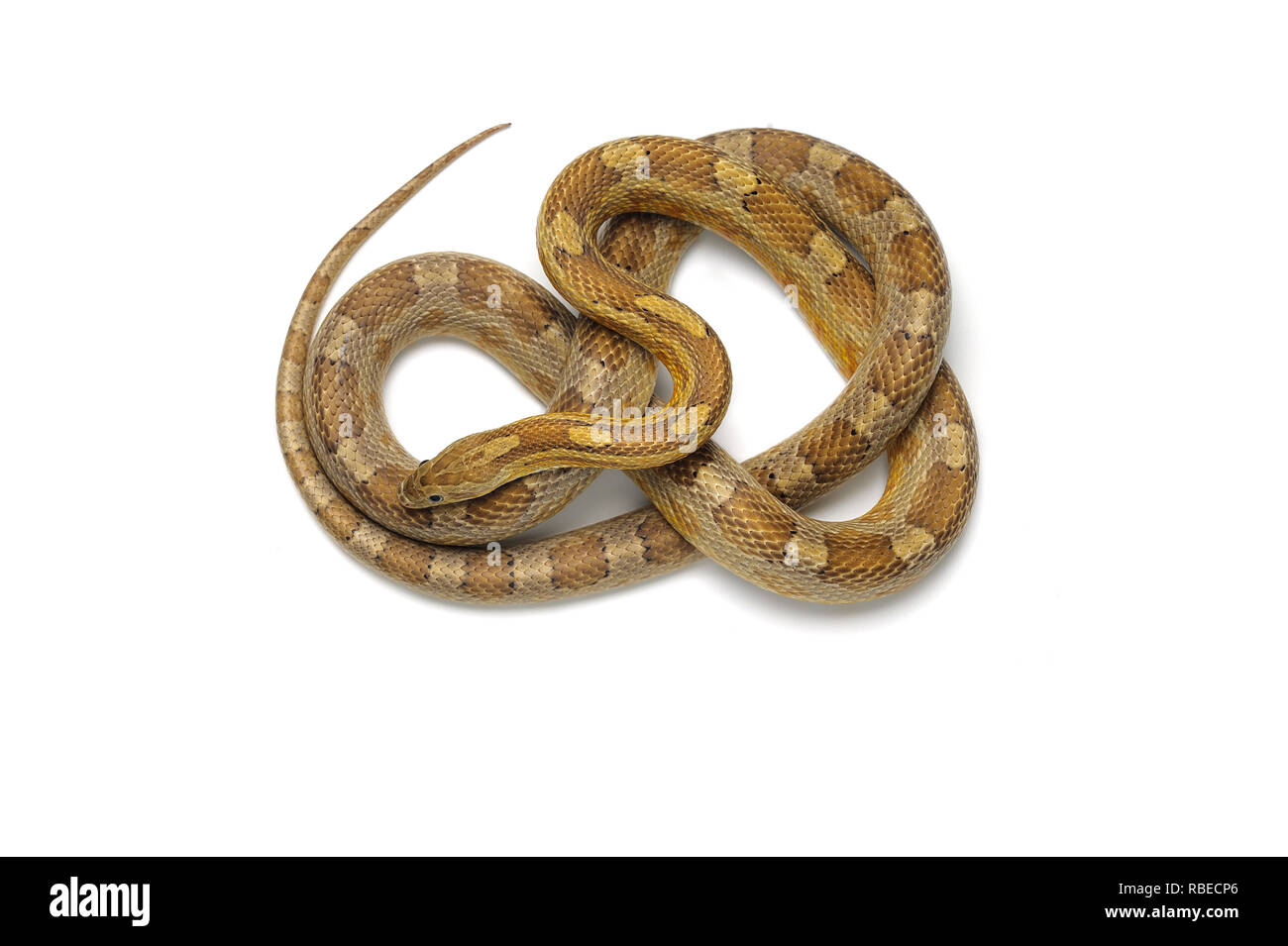 Corn snake isolated on white background Stock Photo - Alamy