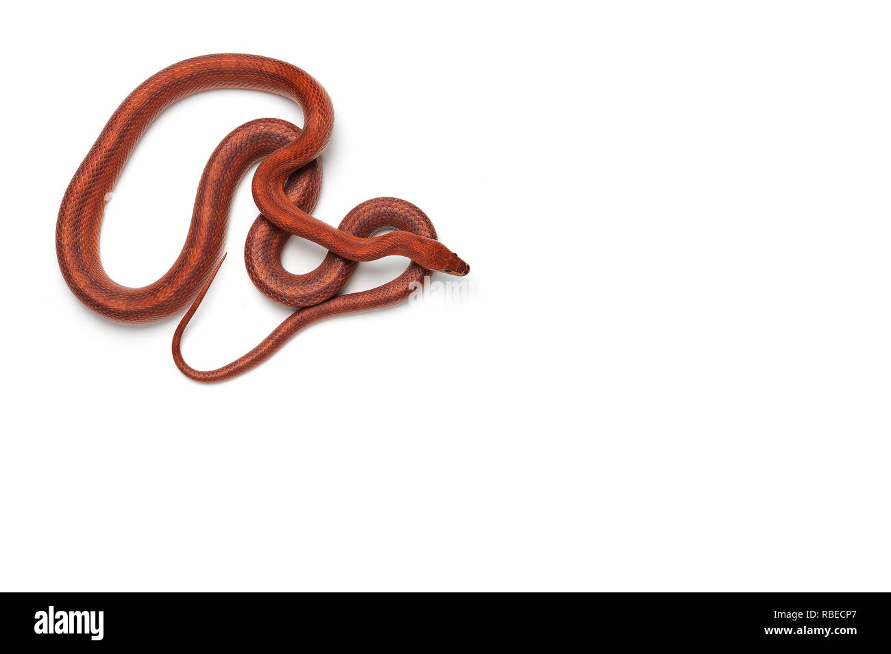 Corn snake isolated on white background Stock Photo - Alamy