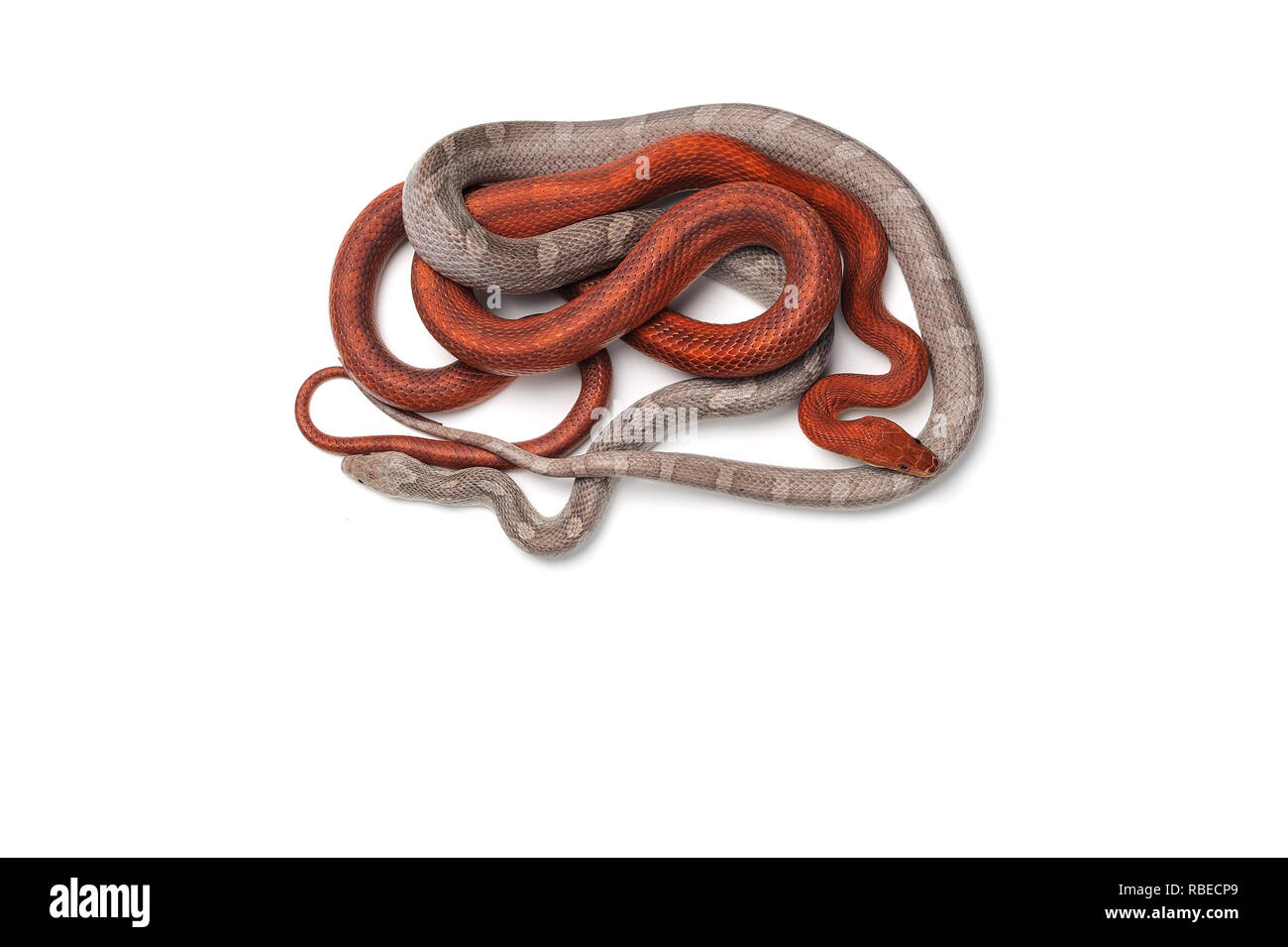 Corn snake isolated on white background Stock Photo - Alamy