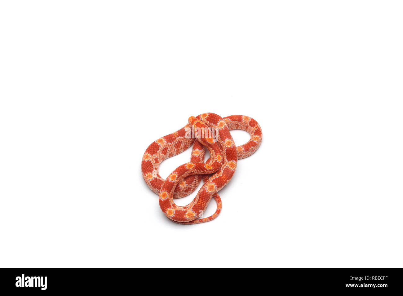Corn snake isolated on white background Stock Photo - Alamy