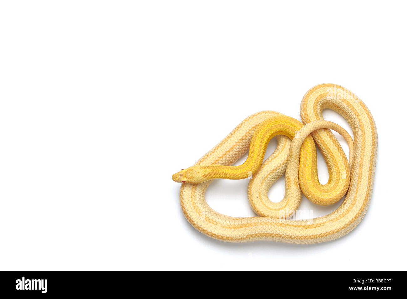 Corn snake isolated on white background Stock Photo - Alamy
