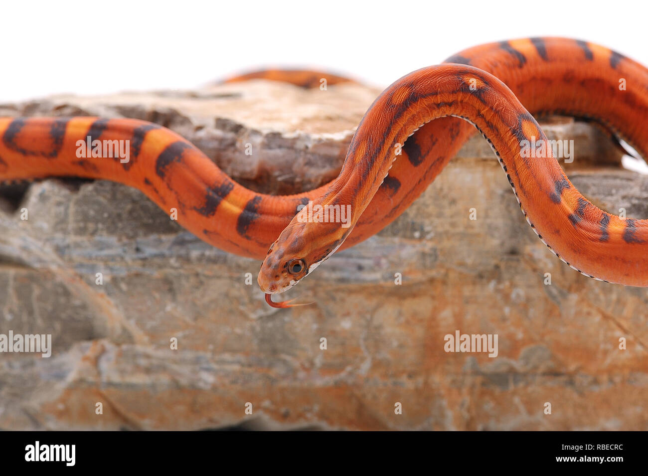 Corn snake isolated on white background Stock Photo - Alamy