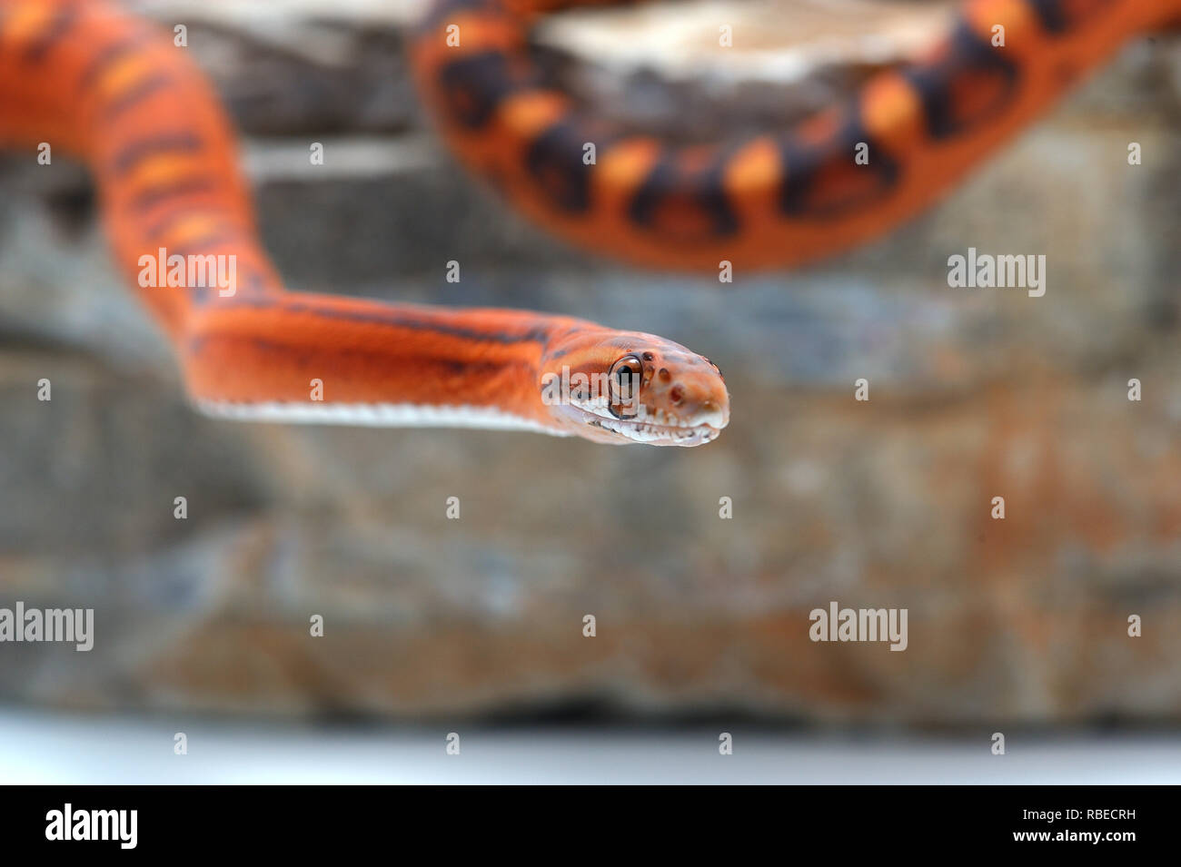 Corn snake isolated on white background Stock Photo - Alamy