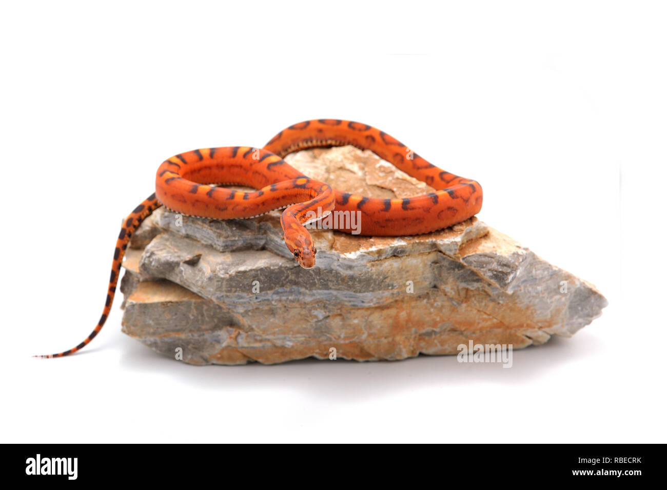 Corn snake isolated on white background Stock Photo - Alamy