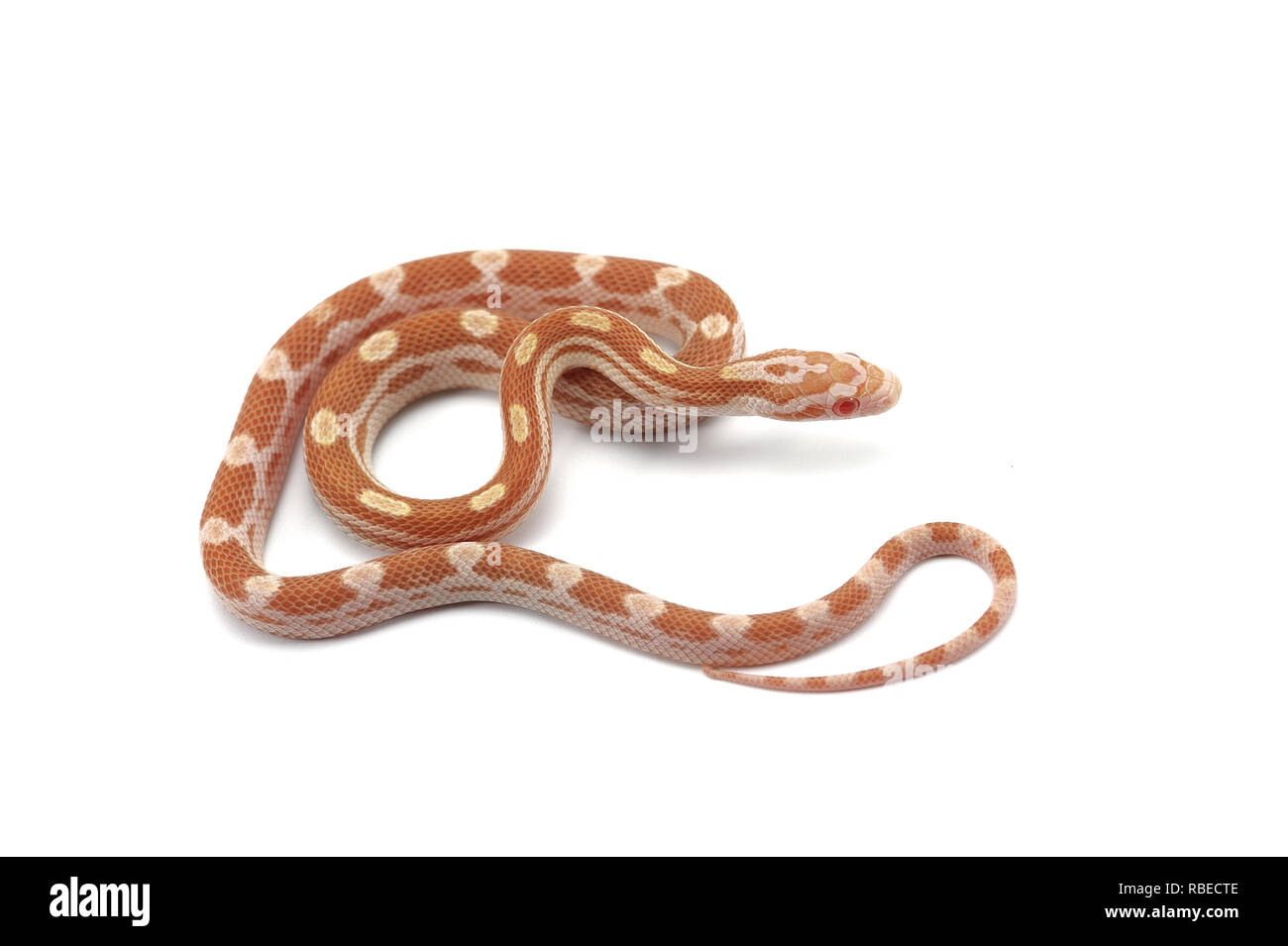 Corn snake isolated on white background Stock Photo - Alamy