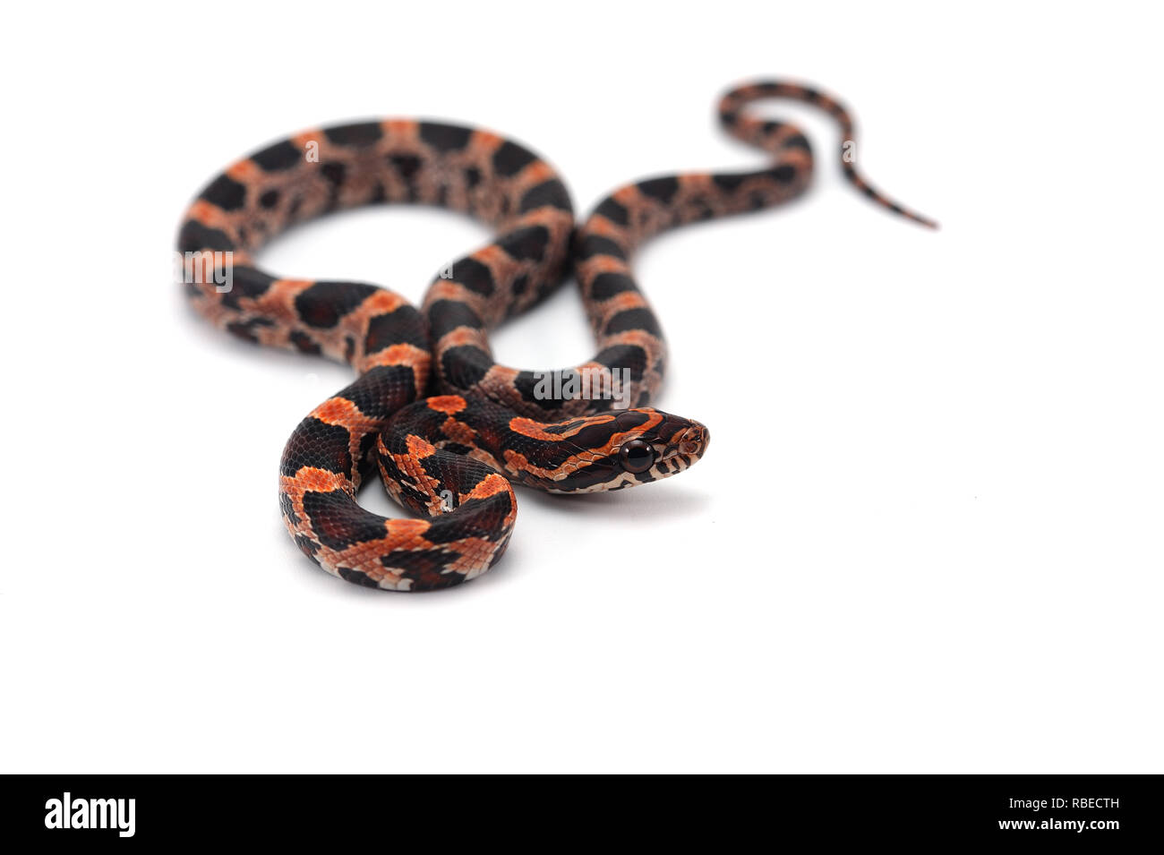 Corn snake isolated on white background Stock Photo - Alamy