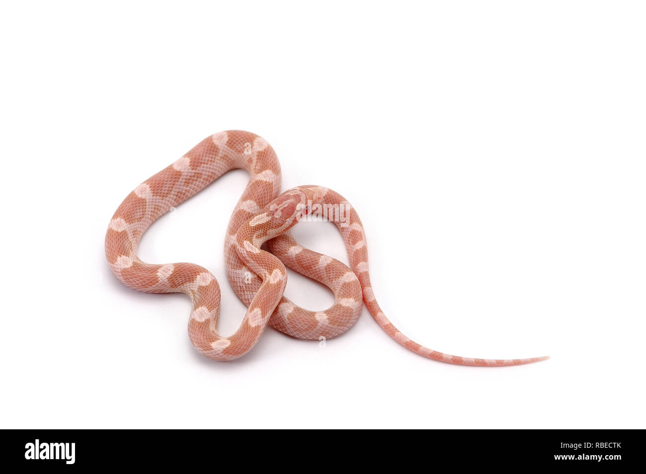 Corn snake isolated on white background Stock Photo - Alamy