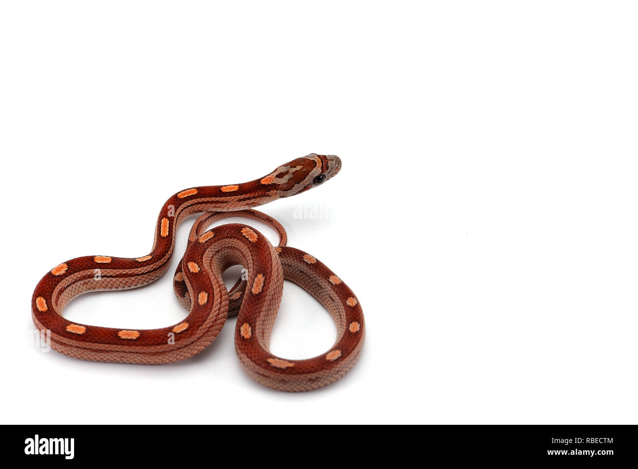 Corn snake isolated on white background Stock Photo - Alamy