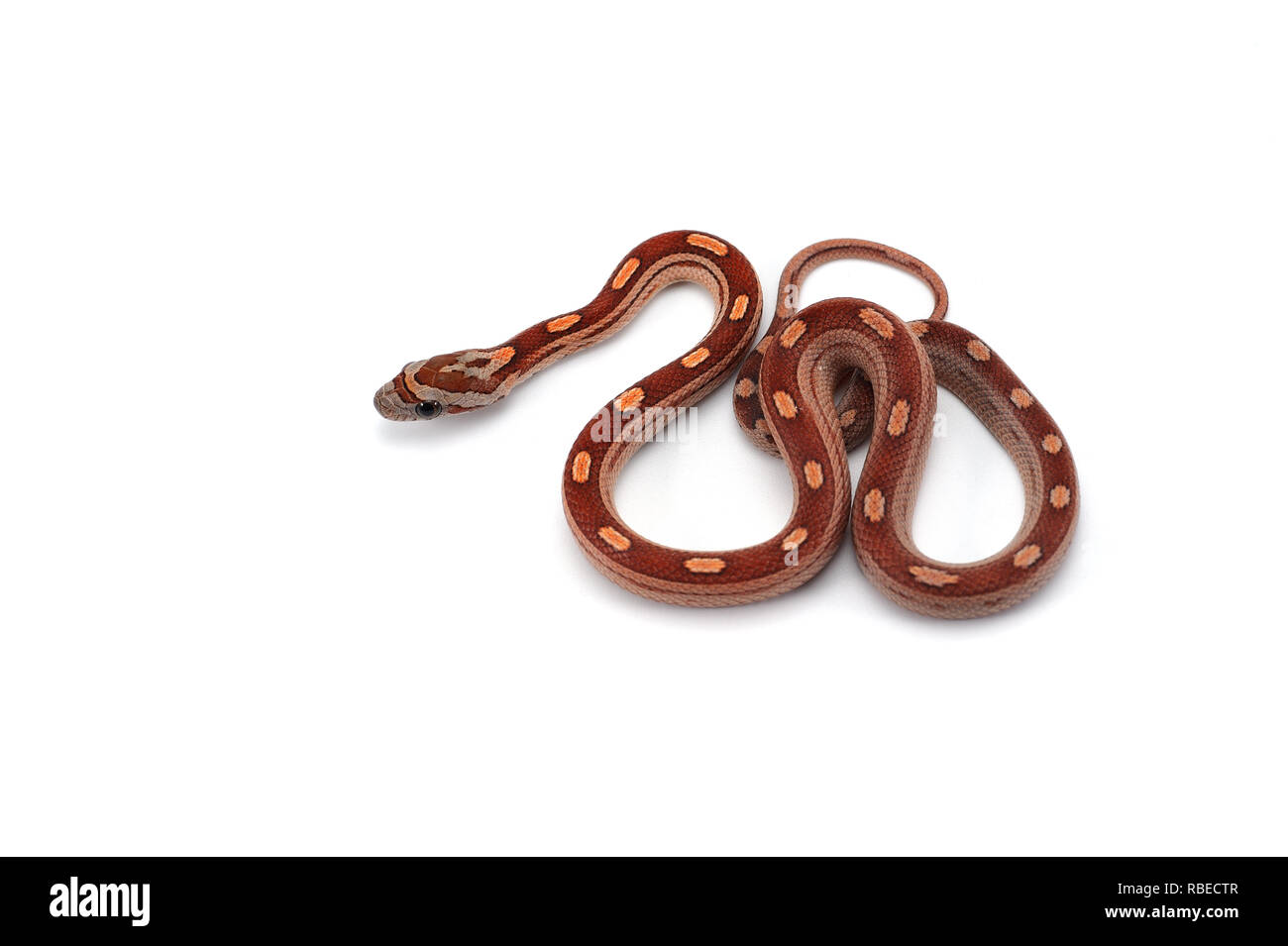 Corn snake isolated on white background Stock Photo - Alamy