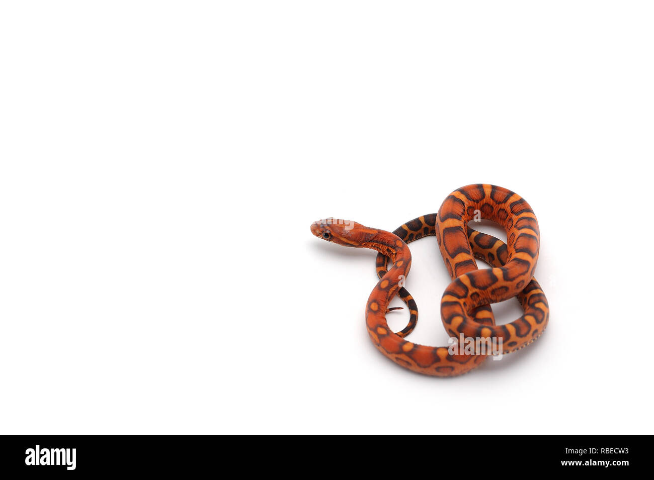Corn snake isolated on white background Stock Photo - Alamy