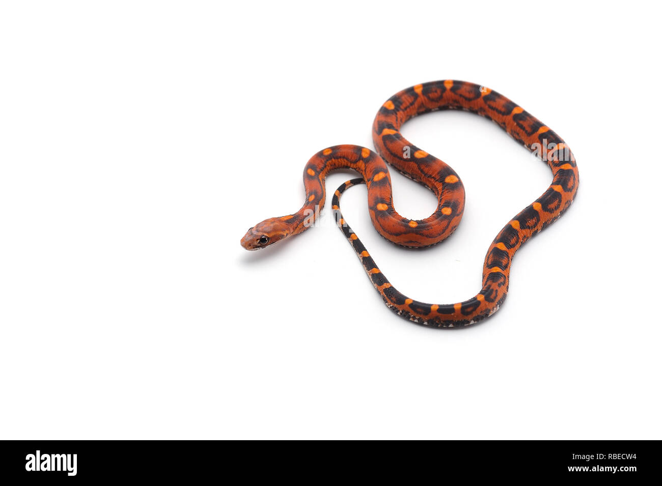 Corn snake isolated on white background Stock Photo - Alamy