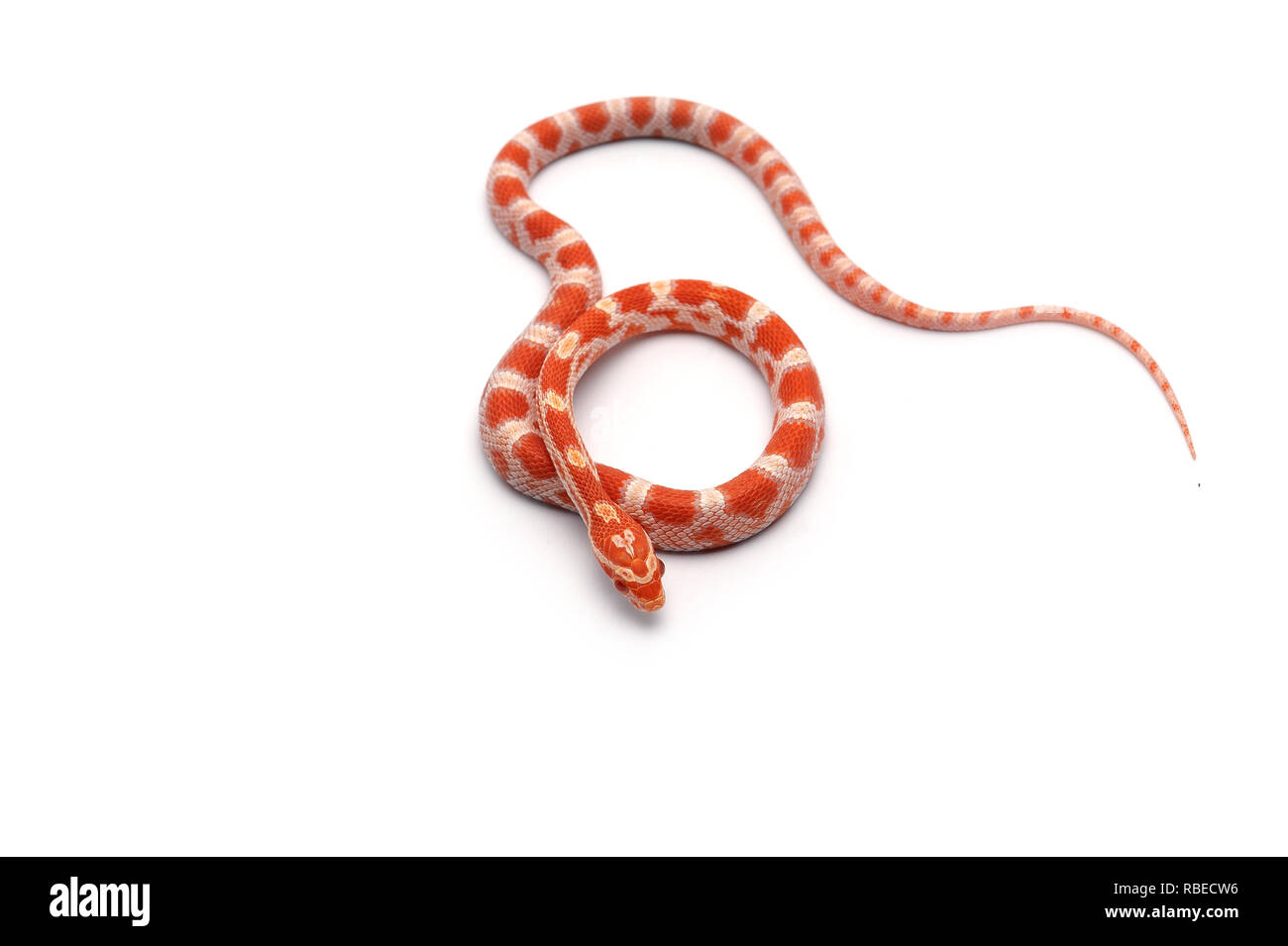 Corn snake isolated on white background Stock Photo - Alamy
