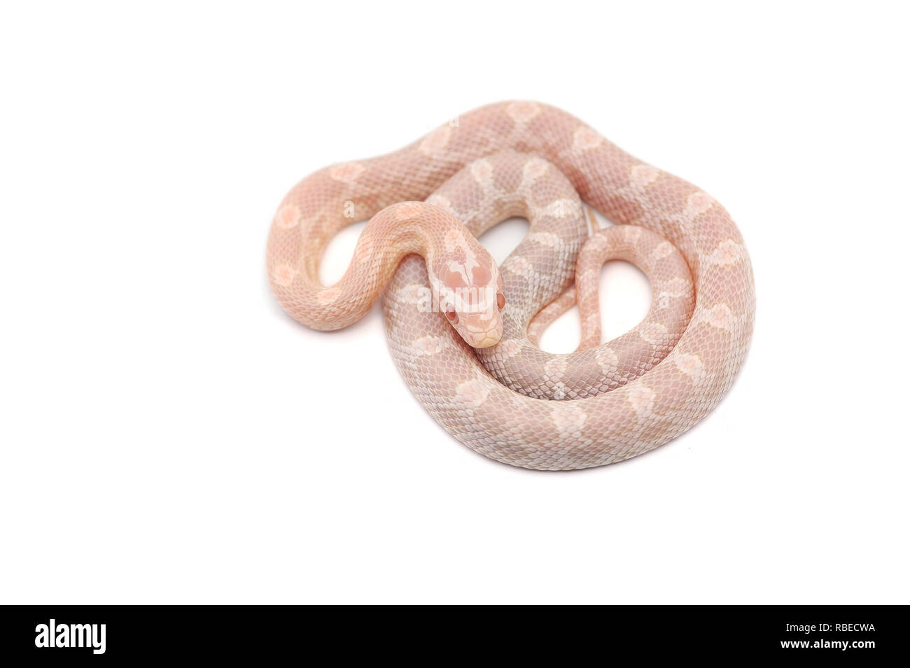 Corn snake isolated on white background Stock Photo - Alamy