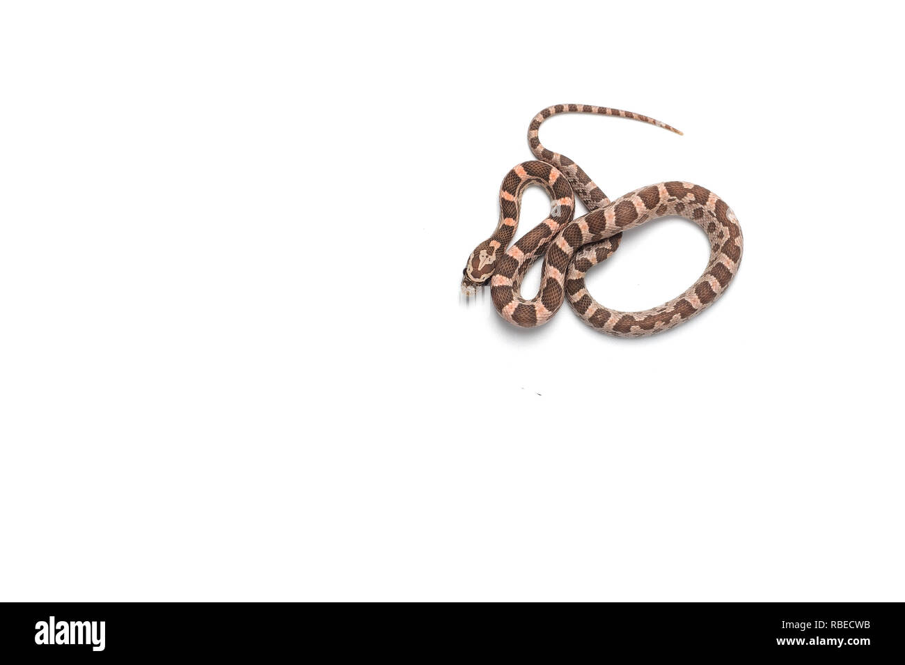 Corn snake isolated on white background Stock Photo - Alamy