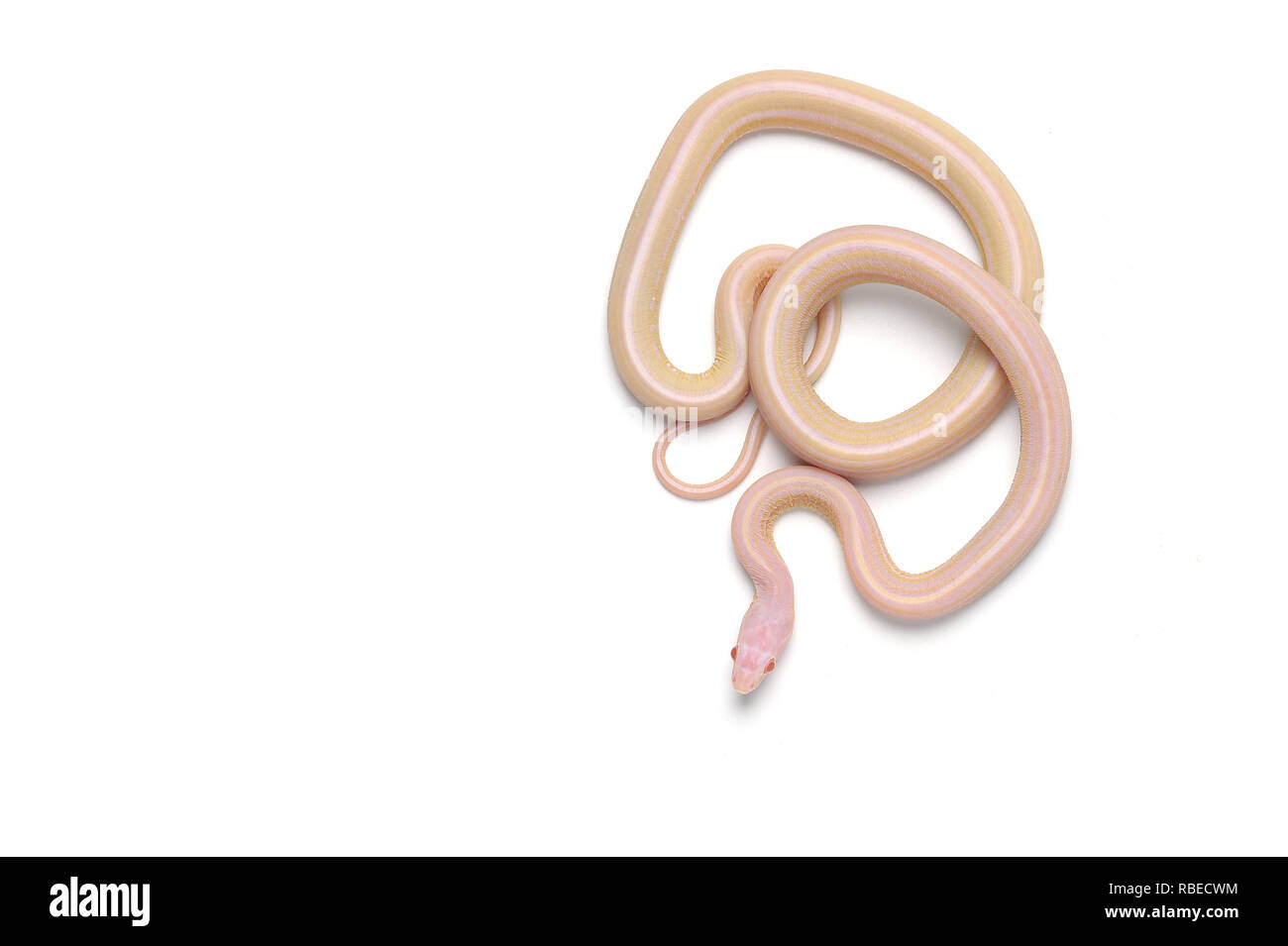 Corn snake isolated on white background Stock Photo - Alamy