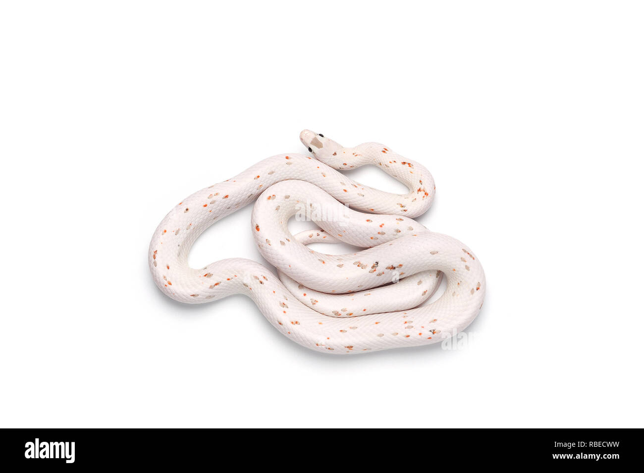 Corn snake isolated on white background Stock Photo - Alamy