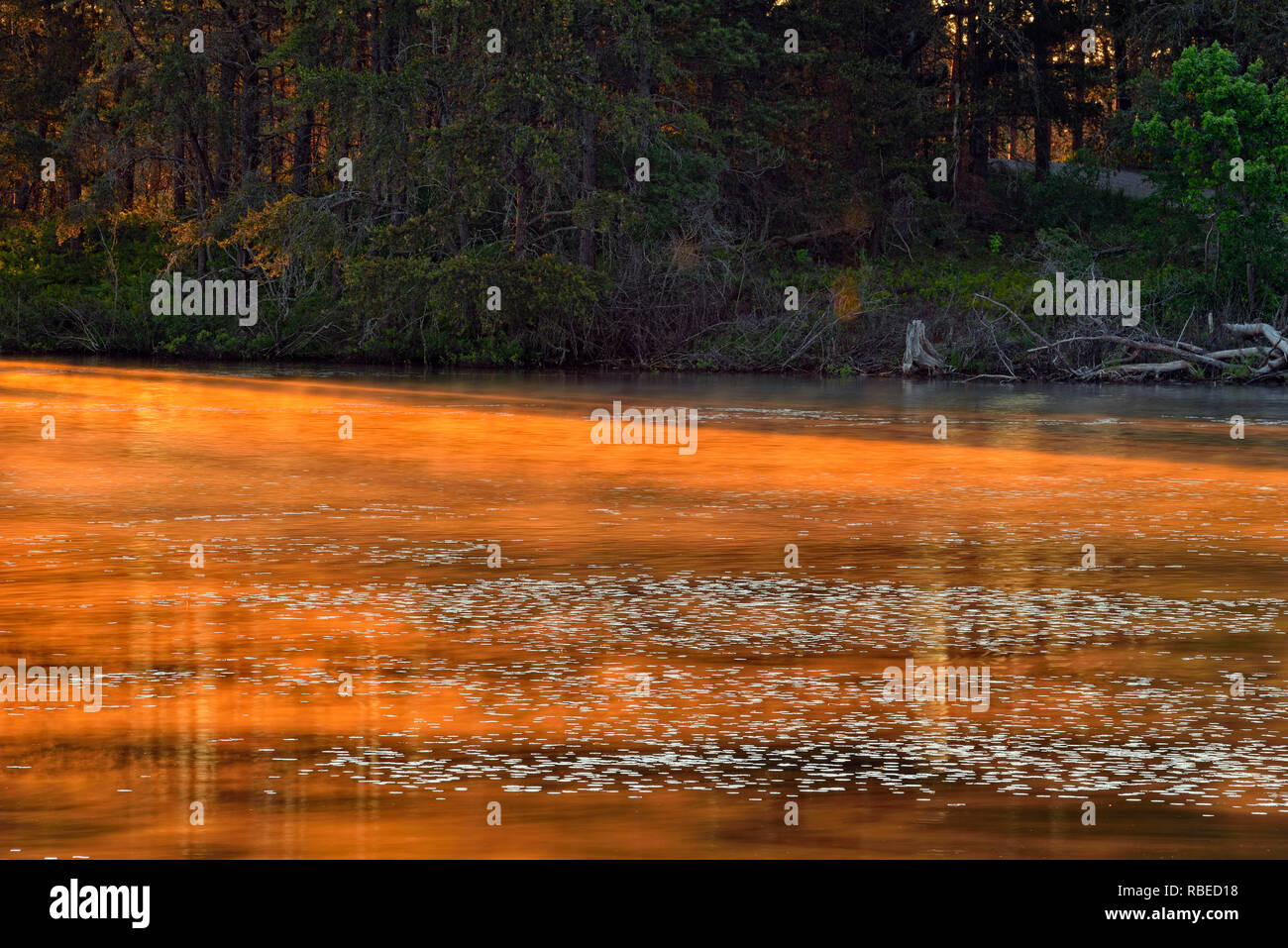 Seney wetlands at dawn in early summer, Seney National Wildlife Refuge ...