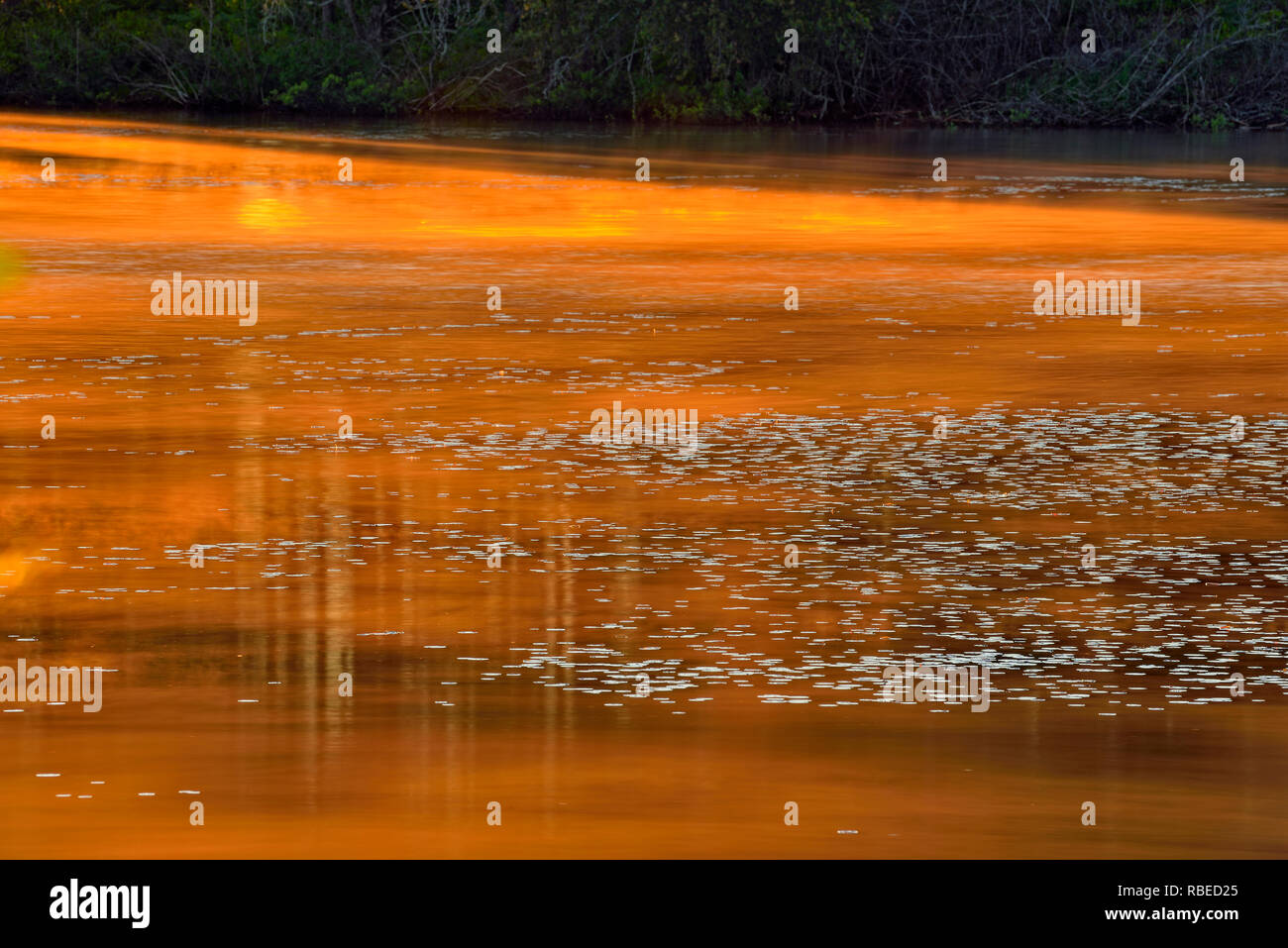 Seney wetlands at dawn in early summer, Seney National Wildlife Refuge ...