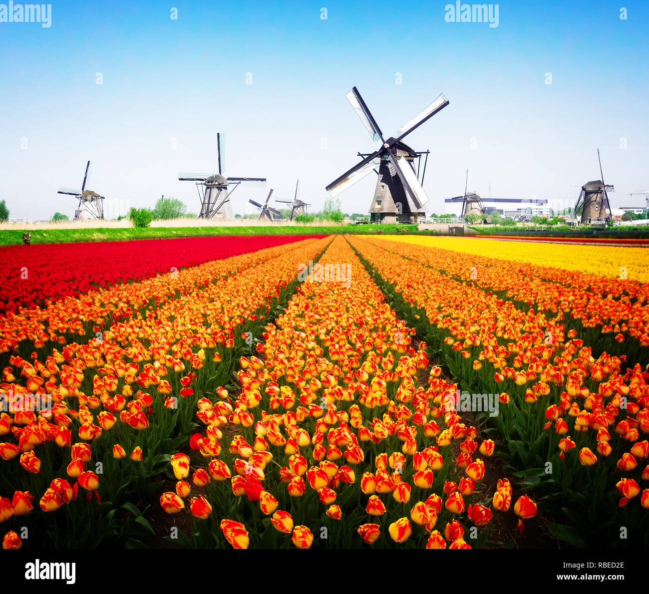 row of traditional dutch windmills at Kinderdijk with rows of tulips ...