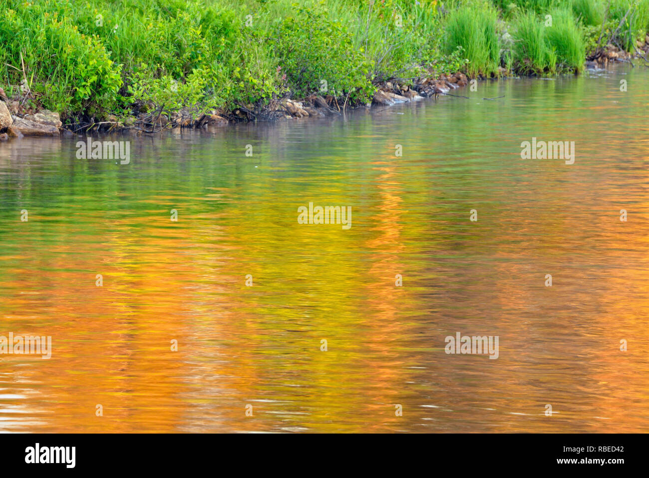 Seney wetlands in early summer, Seney National Wildlife Refuge, Seney ...