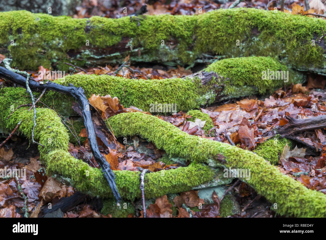 Moss in branches of tree hi-res stock photography and images - Alamy