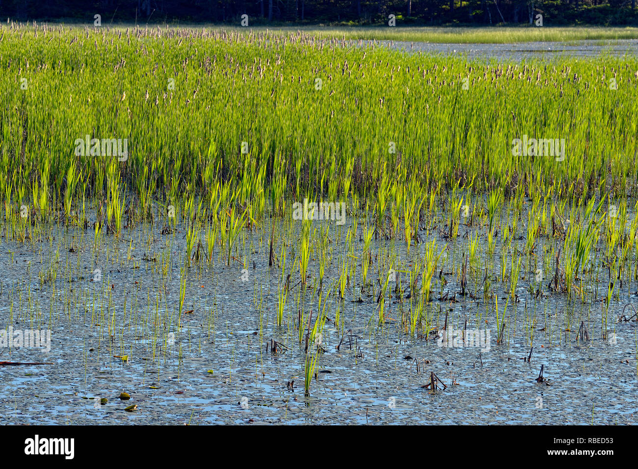 Seney wetlands in early summer, Seney National Wildlife Refuge, Seney ...