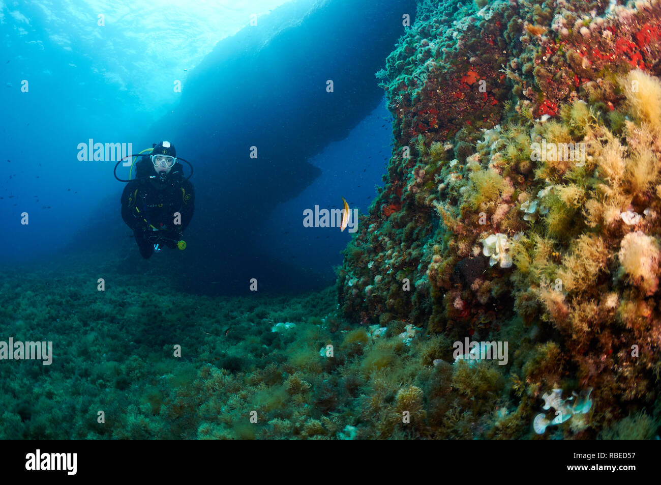 Female diver hi-res stock photography and images - Alamy