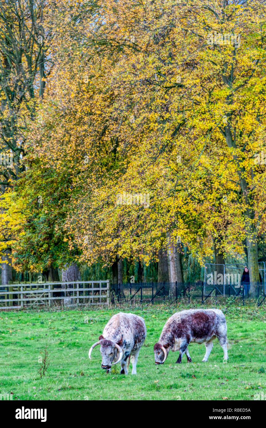 English Longhorn High Resolution Stock Photography and Images - Alamy