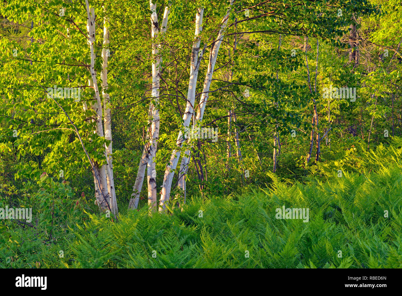 Biodiversity refuge hi-res stock photography and images - Alamy