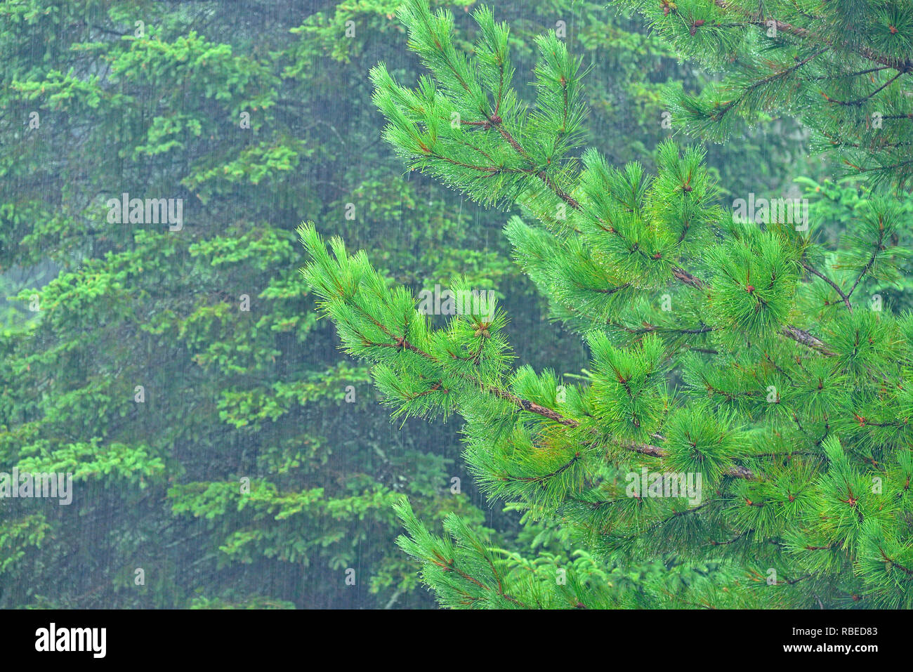 Rainstorm trees hi-res stock photography and images - Alamy