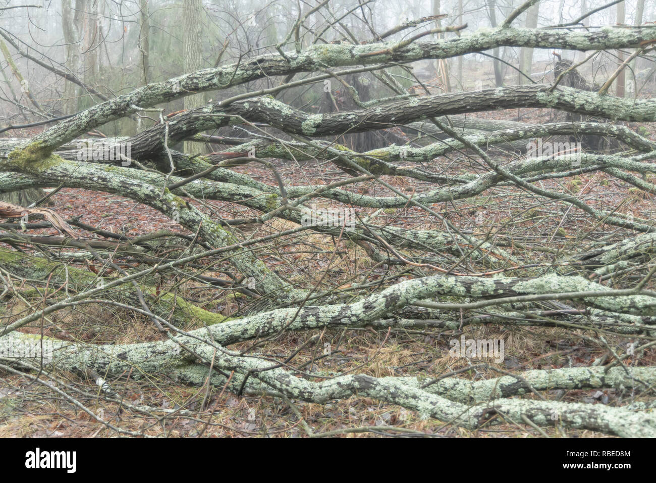 Broken tree branches hi-res stock photography and images - Alamy