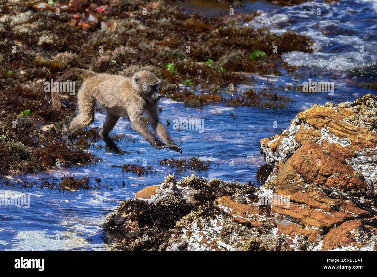 Series of shots showing a Cape Baboon jumping across a stretch of sea ...