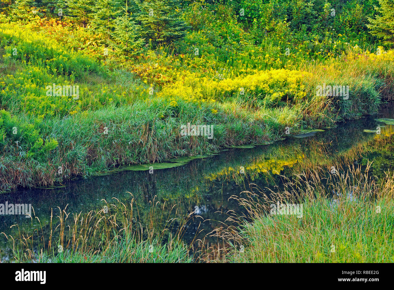 Summer vegetation hi-res stock photography and images - Alamy