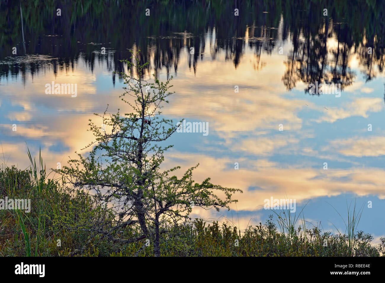 Shoreline plants silhouetted against Path Lake, Halfway Lake Provincial ...